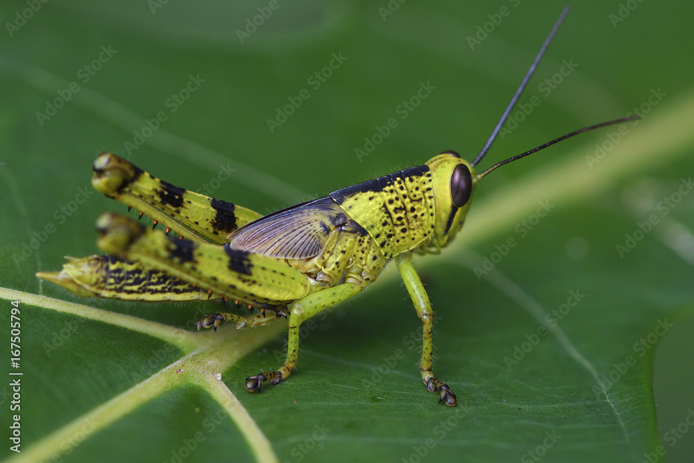 Grasshopper, Caelifera, along the rainforest Lenguru river, near Lobo ...