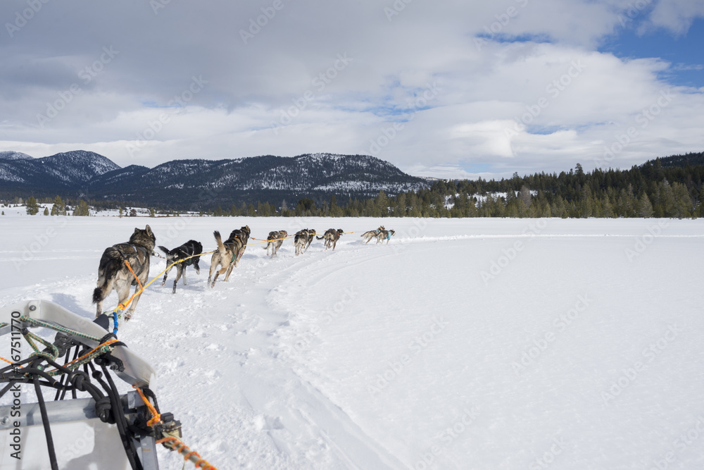 Do Huskies Like Pulling Sleds