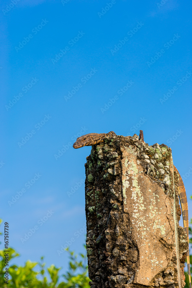 Young water monitor on top of a pillar, enjoys the morning sun, warmed ...