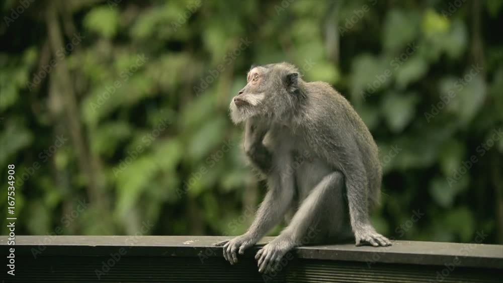 Portrait of a monkey looking up and itching itself with its foot ...
