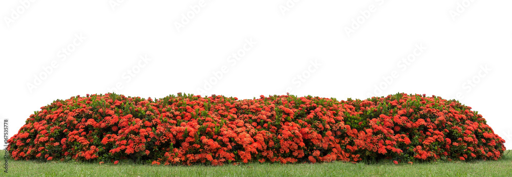 Red Ixora coccinea hedge in a park with clipping path Stock Photo ...