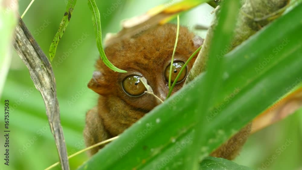 Vidéo Stock Philippine tarsier one of the smallest primates looking ...