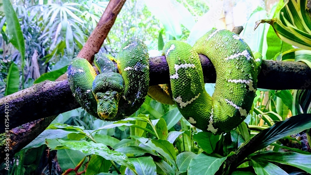 Schlange Stock Photo | Adobe Stock