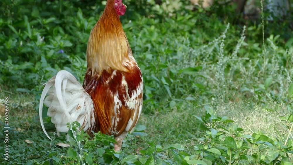 Rooster stretching his wings and crowing at Balicasag Island in Bohol ...