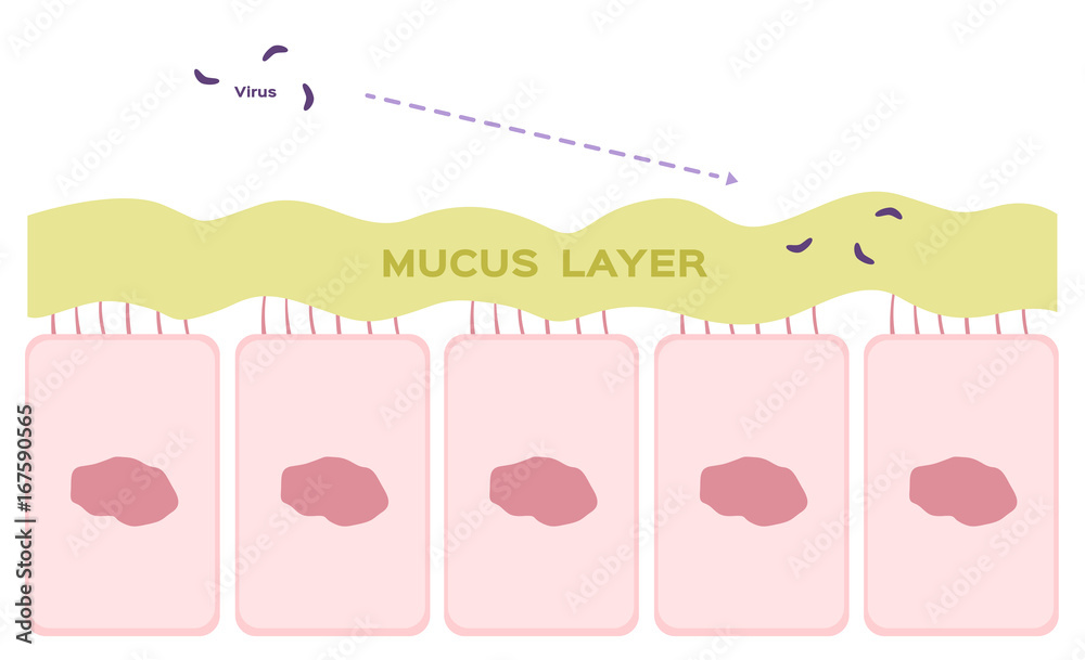 Poster Cellules de la muqueuse nasale dans le nez vecteur / mucus ...