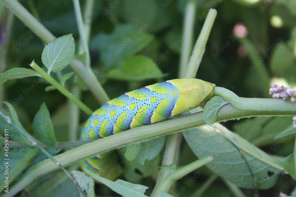 Bruco di farfalla sfinge testa di morto o Acherontia atropos si nutre ...