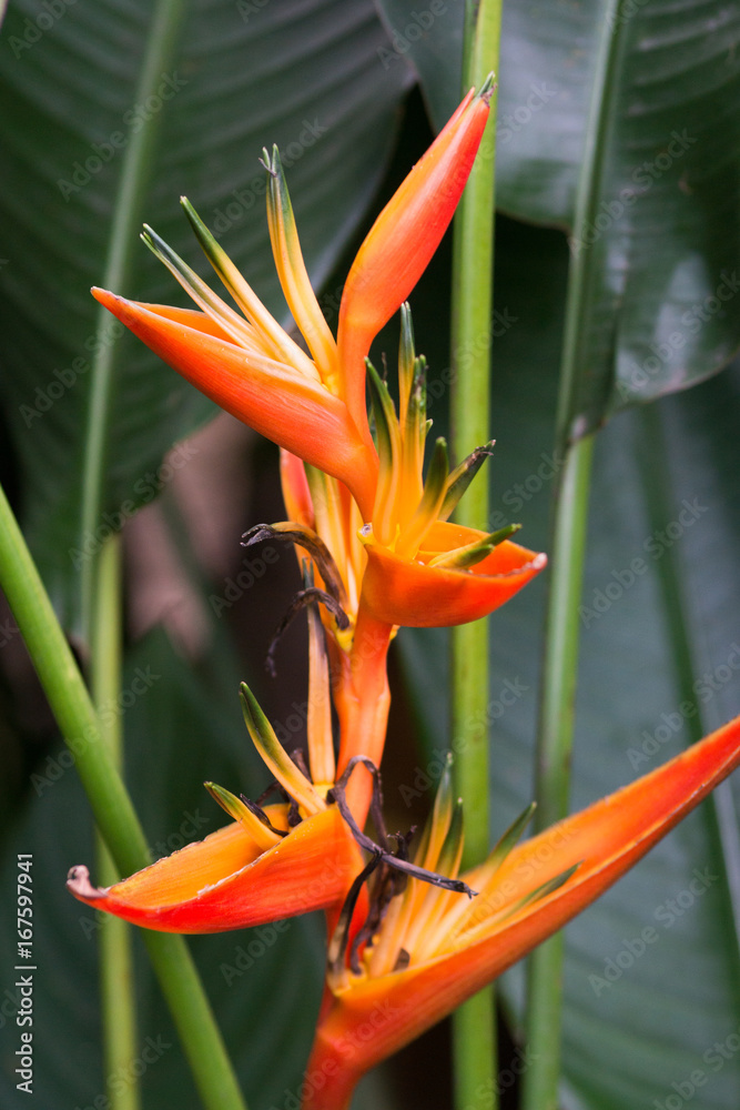 Fleur de Balisier Stock Photo | Adobe Stock