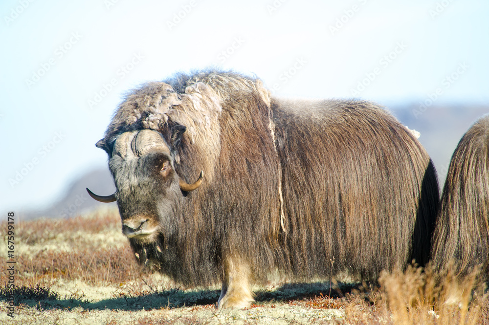 Old musk ox Stock Photo | Adobe Stock