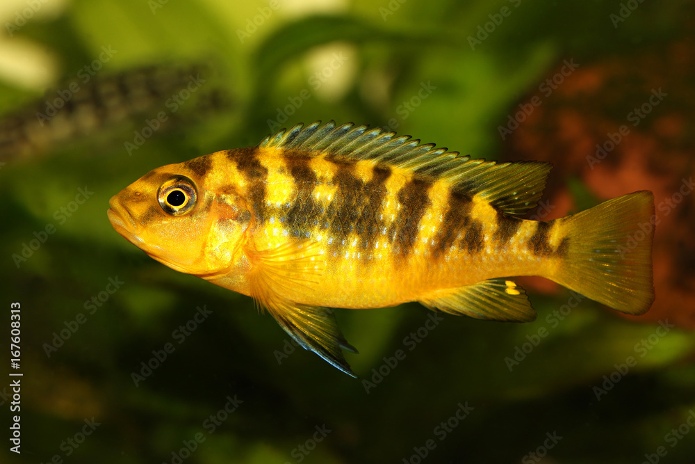 Pseudotropheus Crabro