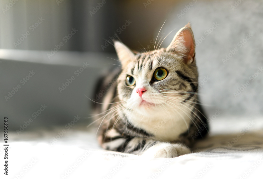 Silver Marbled Tabby Cat