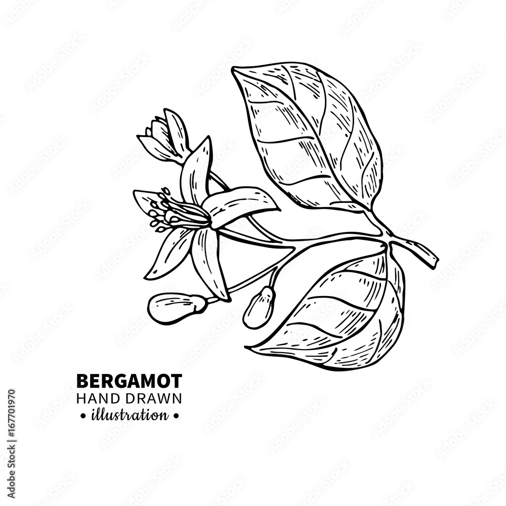 Bergamot flower branch vector drawing. Isolated vintage illustration of ...