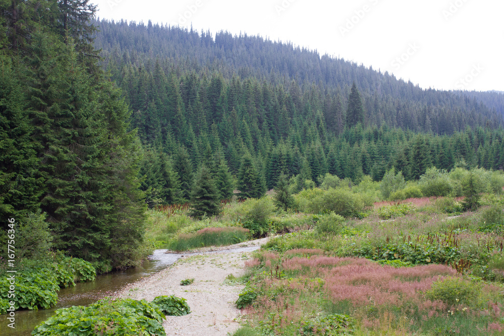 Spruce forest in the Ukrainian Carpathians. Sustainable clear ecosystem ...