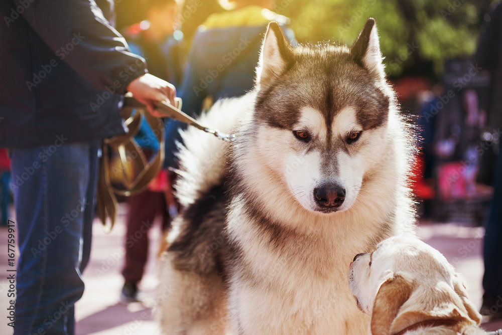 Female Alaskan Malamute