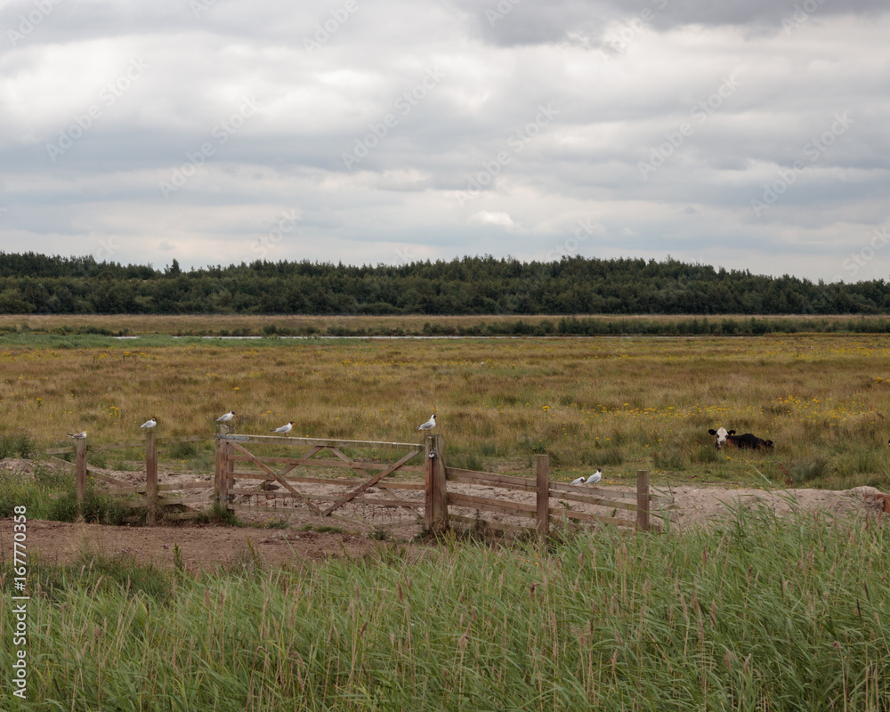 Birds sitting on a fence in St Aidan's nature park, Leeds Stock-Foto ...