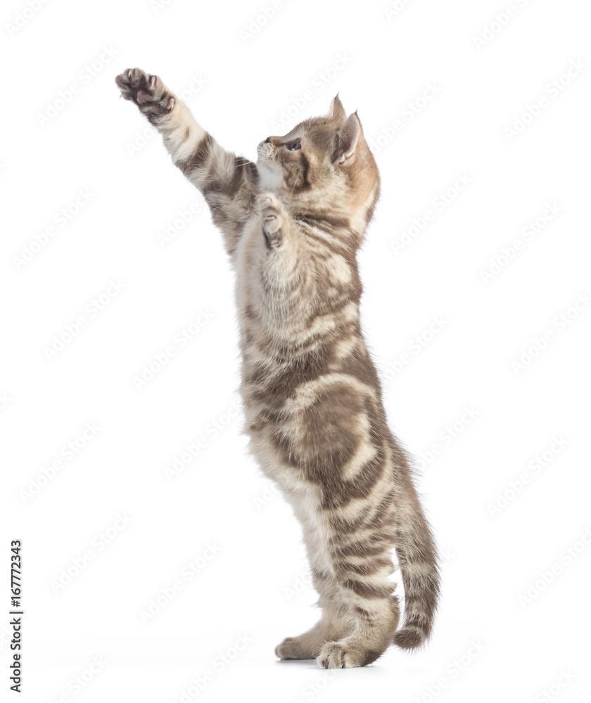 Cat Side View Standing