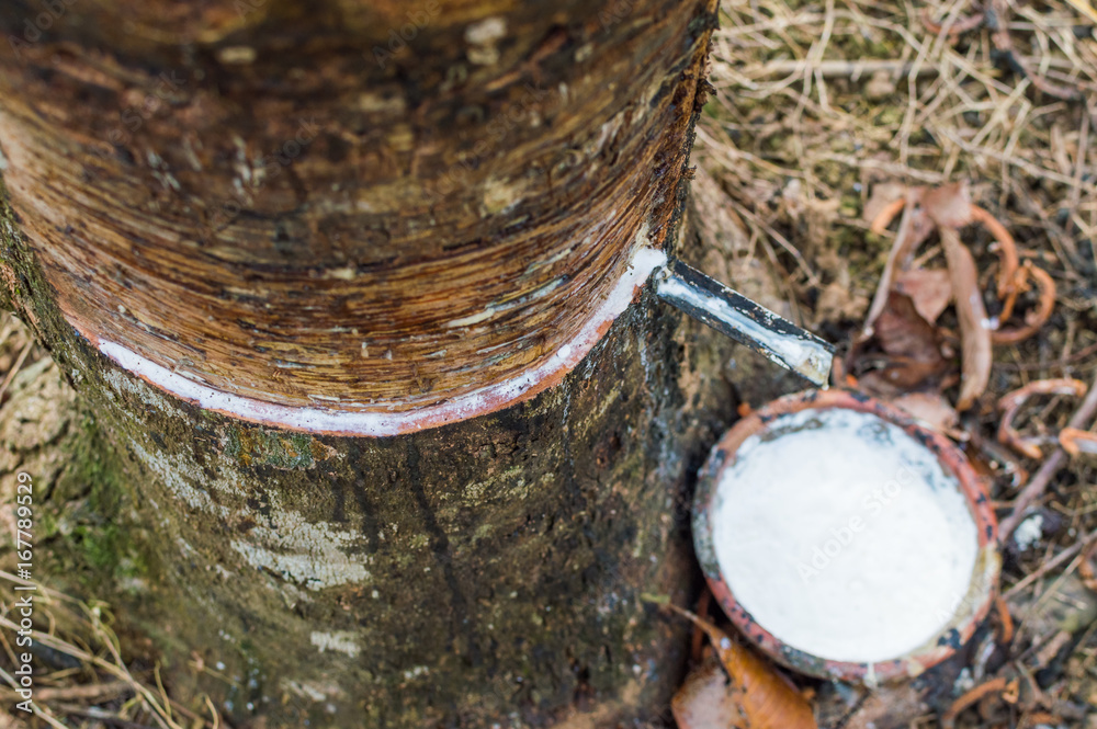 Milky latex extracted from rubber tree Hevea Brasiliensis as a source ...