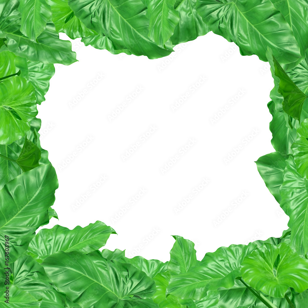 Green leaf border isolated on white background, glossy leaves frame ...