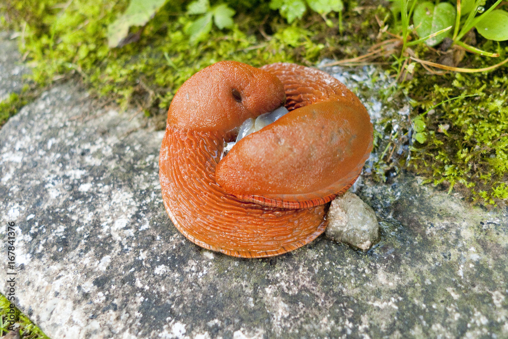 Nacktschnecken, Wegschnecke ineinander verschlungen bei der Paarung ...