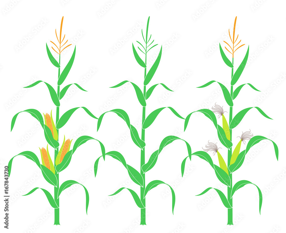 Corn stalk. Isolated corn on white background Stock Vector | Adobe Stock