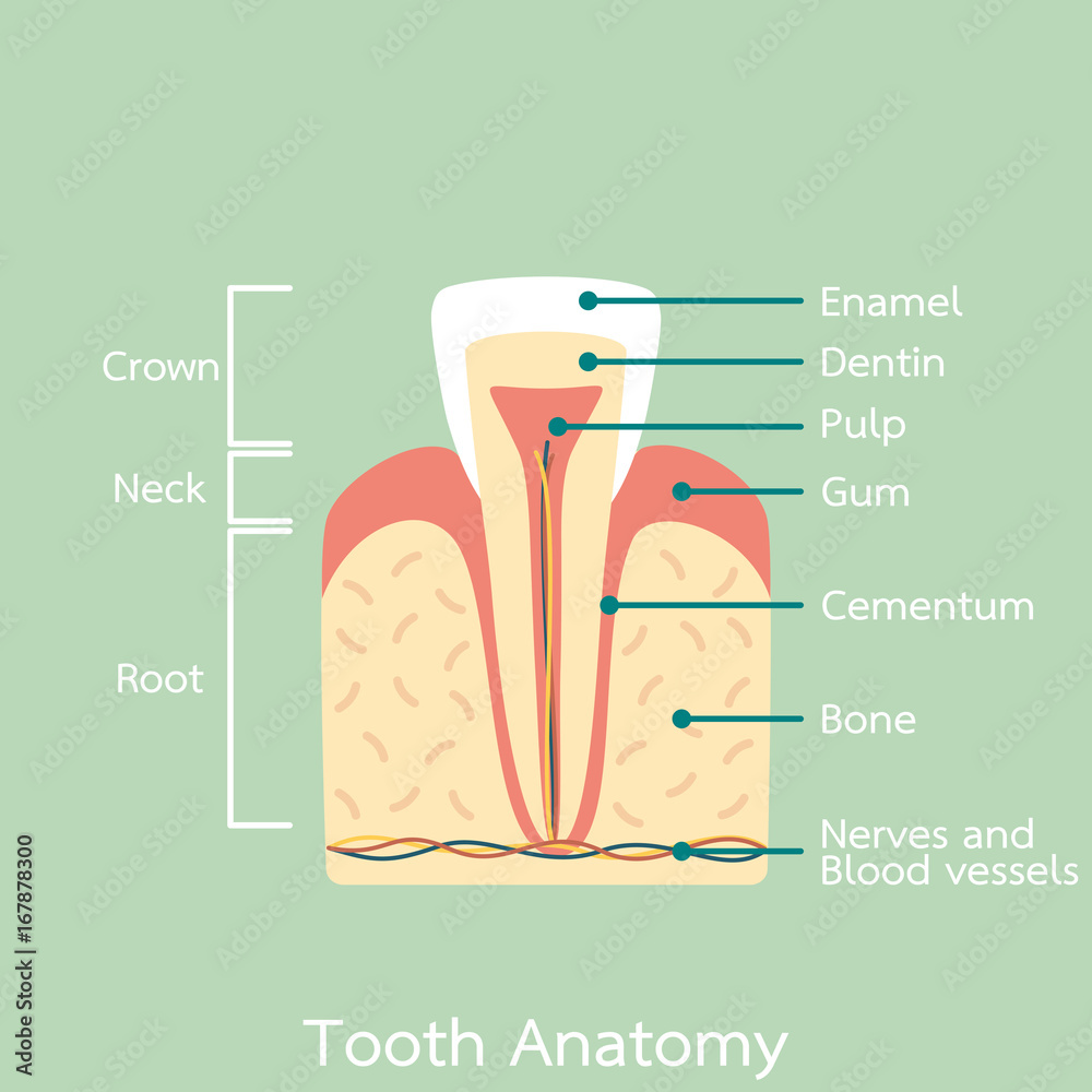 incisor tooth anatomy structure including the bone and gum and detail ...