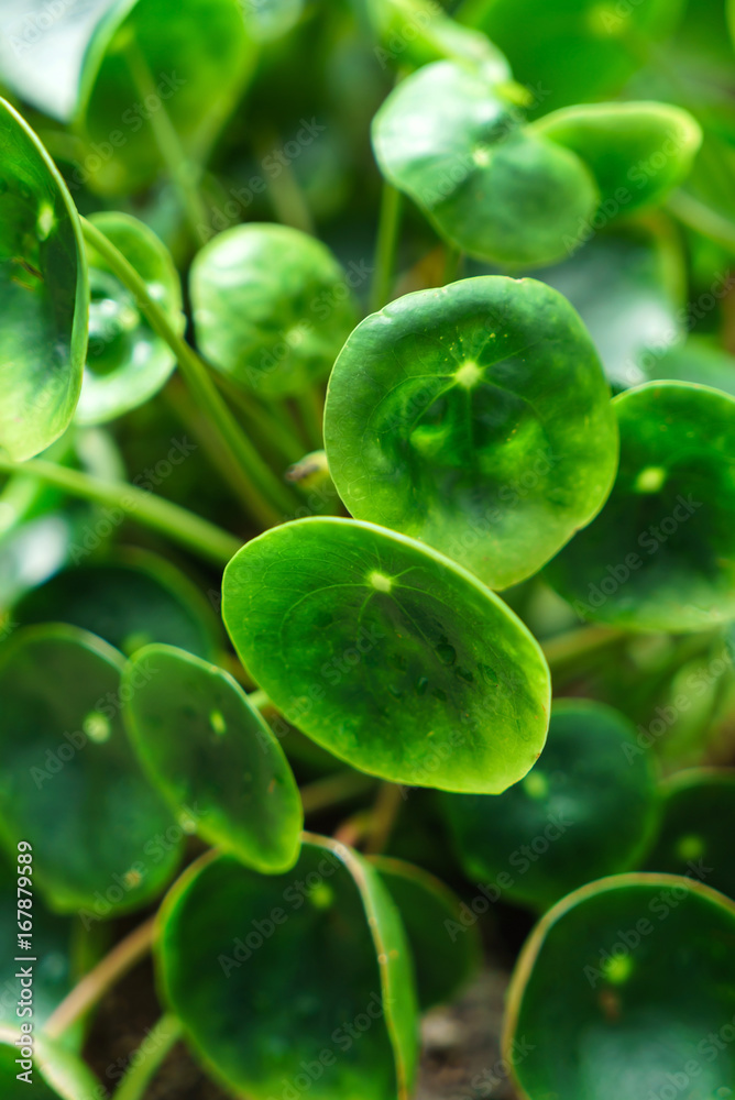 pilea peperomioides Stock Photo | Adobe Stock