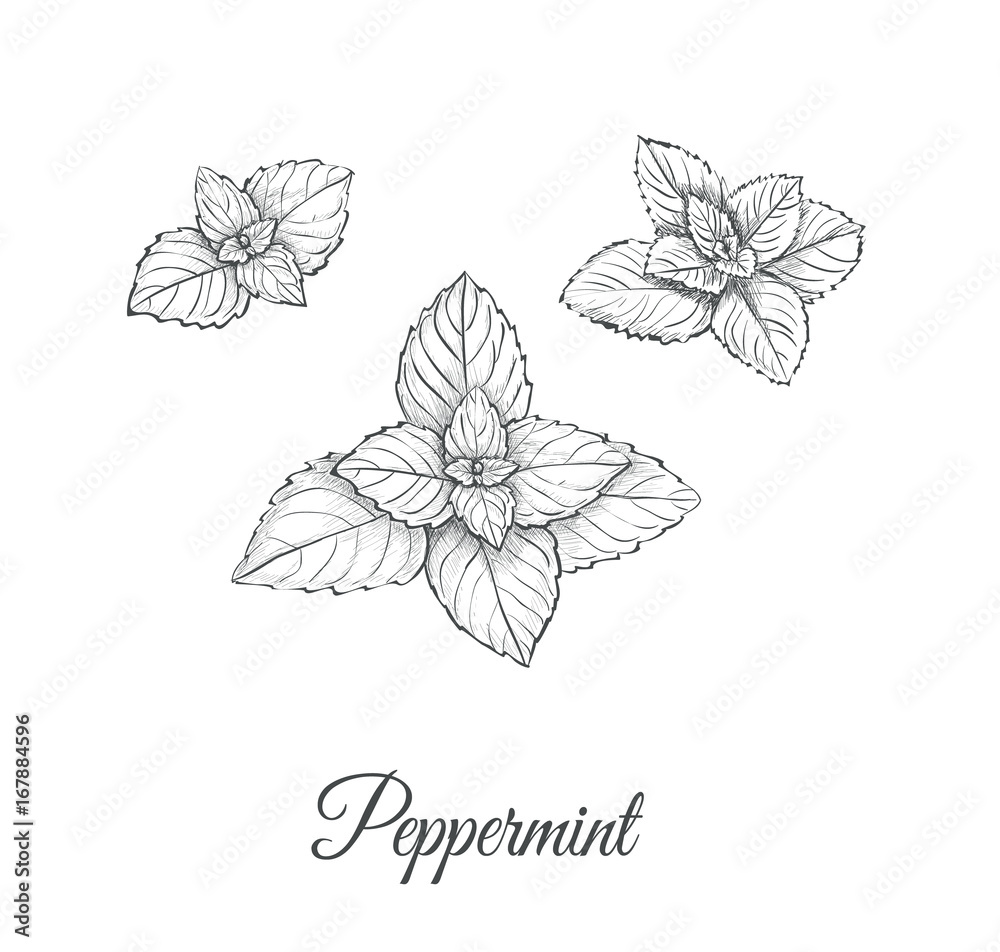 Peppermint Set. Collection of peppermint vector illustration ...