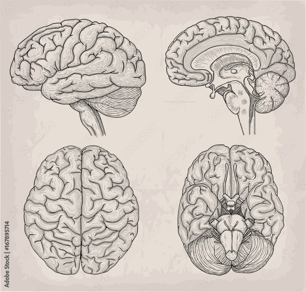 Anatomical Brain human illustration. Medicine, Vector illustration ...