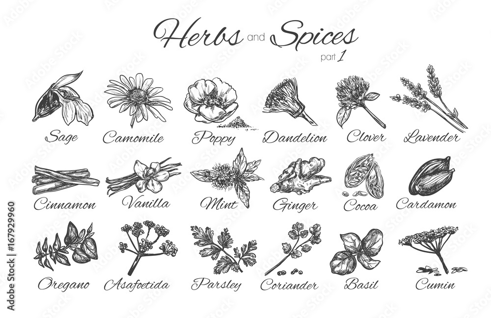 Herbs and spices collection.Vector hand drawn illustration. Isolated ...