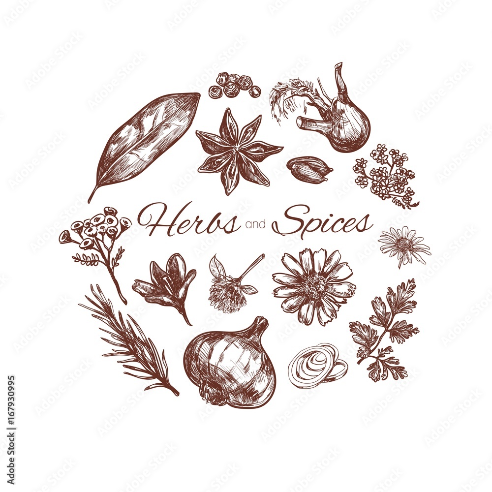 Herbs and spices collection.Vector hand drawn illustration. Isolated ...