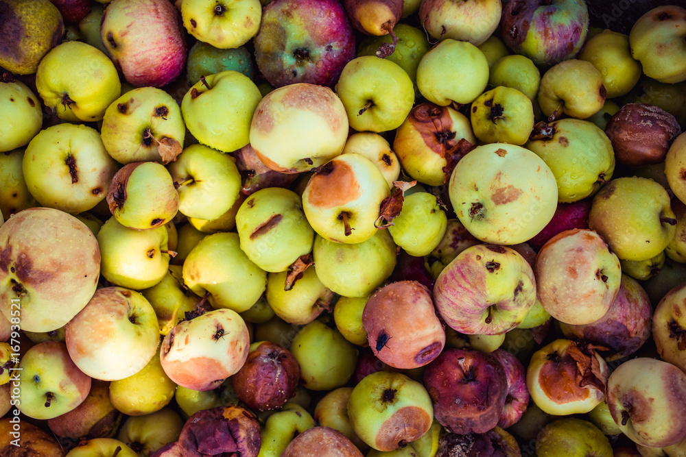 Bunch Of The Bad Apple