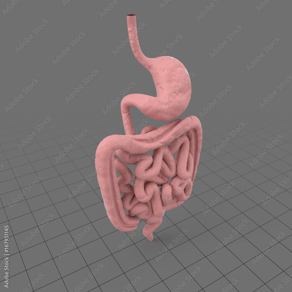 Anatomy Digestive Tract Stock 3D asset | Adobe Stock