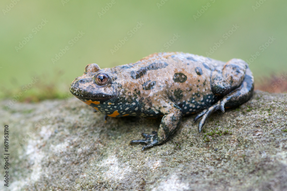 European fire-bellied toad - Bombina bombina Stock Photo | Adobe Stock