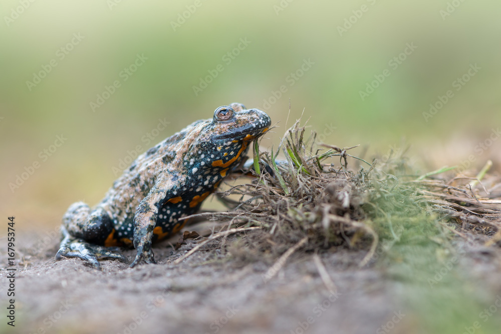 European fire-bellied toad - Bombina bombina Stock Photo | Adobe Stock