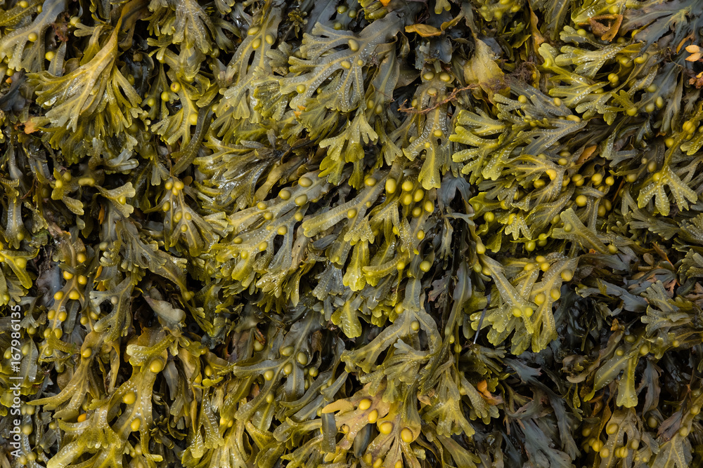 algue fucus marine mer bienfait vitamine nourriture naturel nature ...