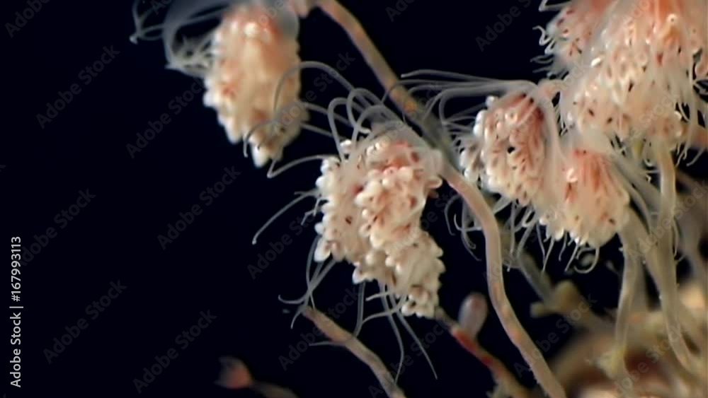 Bell Hydroid jellyfish colonies opens underwater seabed of White Sea in ...