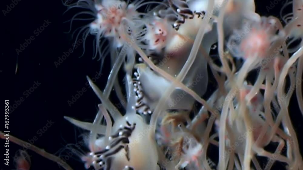 Coryphella verrucosa slug Tubulariae Hydroid jellyfish underwater of ...