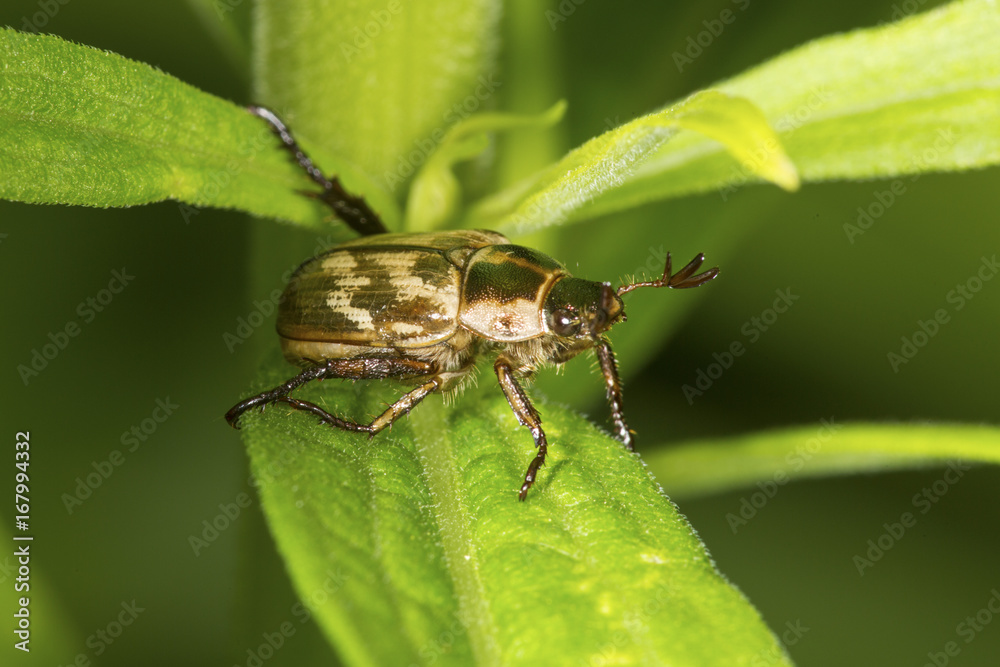 Oriental beetle with pronged antennae on a leaf in Connecticut. Stock ...
