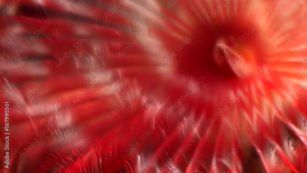 Bright red polychaete worm macro underwater on seabed of White Sea ...