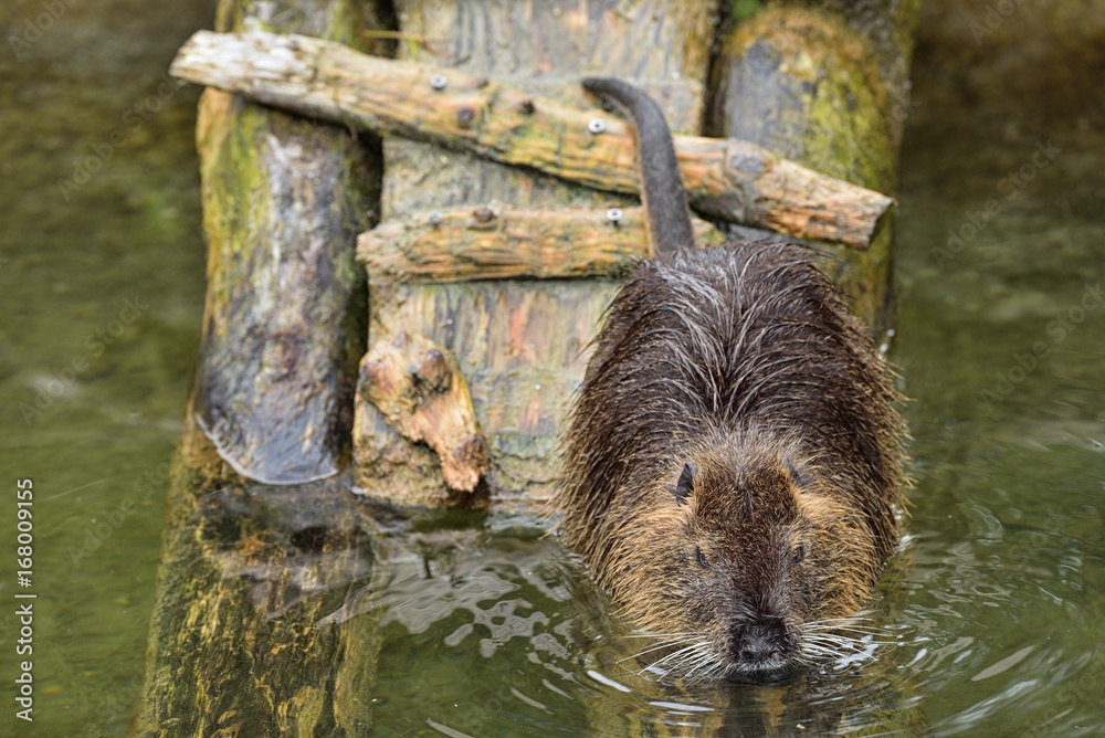 Wunderbar Biber Oder Nutria Bilder