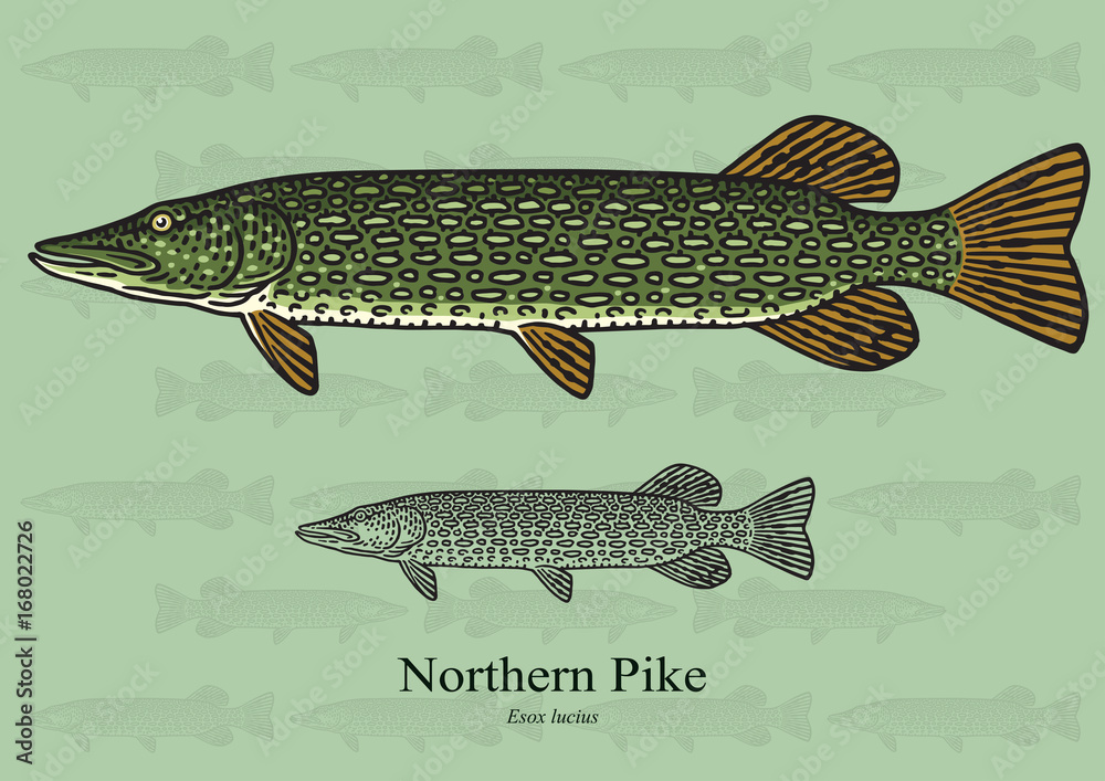 Northern Pike. Vector illustration for artwork in small sizes. Suitable ...