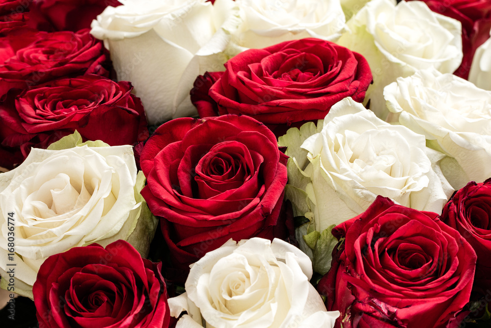 Texture of red and white roses Stock Photo | Adobe Stock
