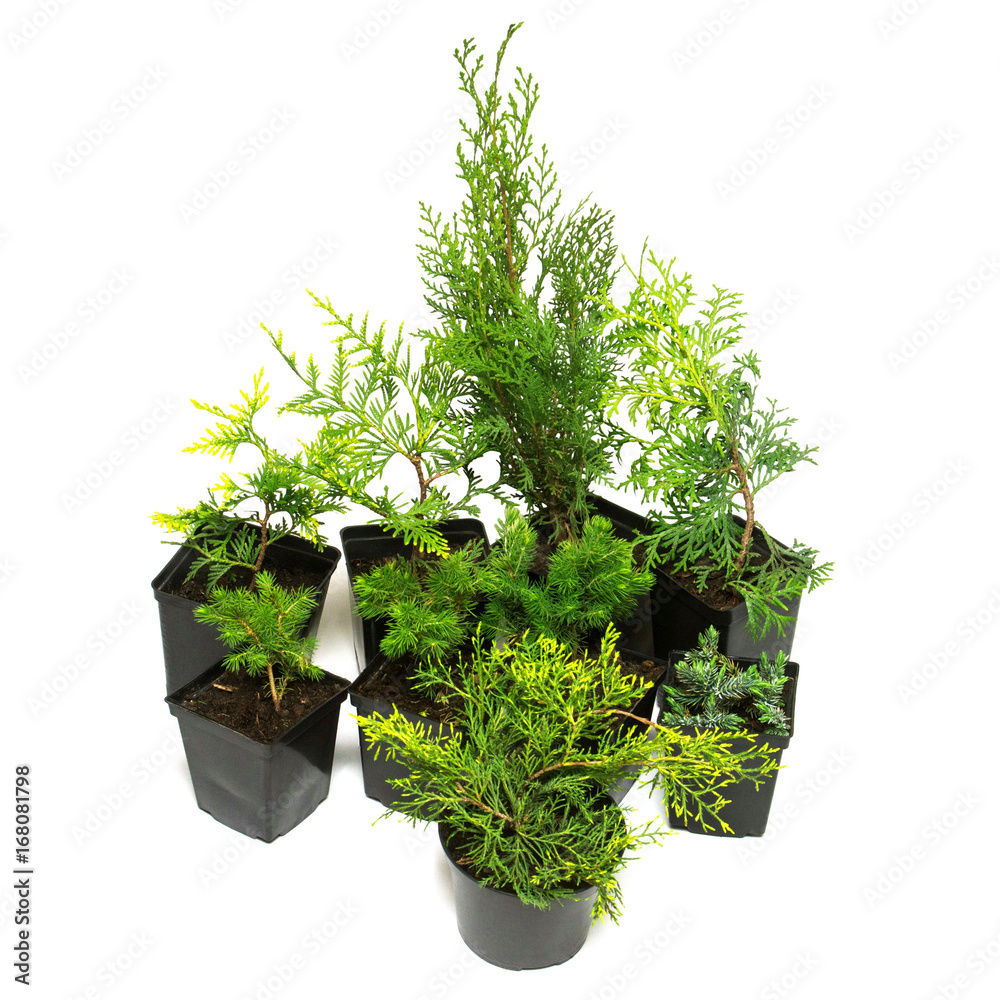 Thuja occidentalis Mirjam, Juniperus media Old Gold, Thuja occidentalis ...
