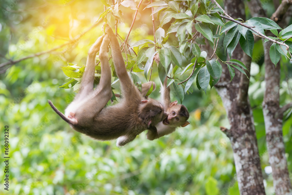 Foto de Naughty teen monkey playing with parent on tree and looking at ...