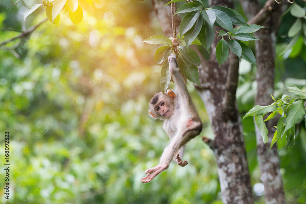 Teenager monkey hanging on tree by hand .looking at photographer ...