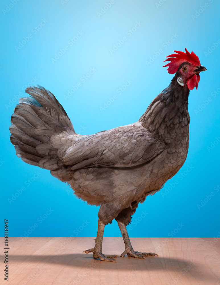 Blue Andalusian Chickens