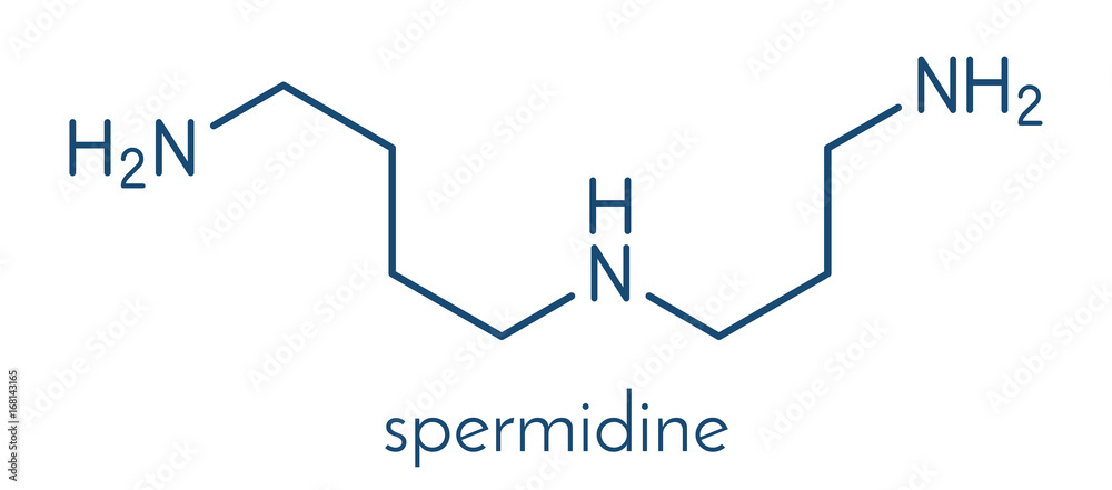 Spermidine molecule. Skeletal formula. Stock Vector | Adobe Stock