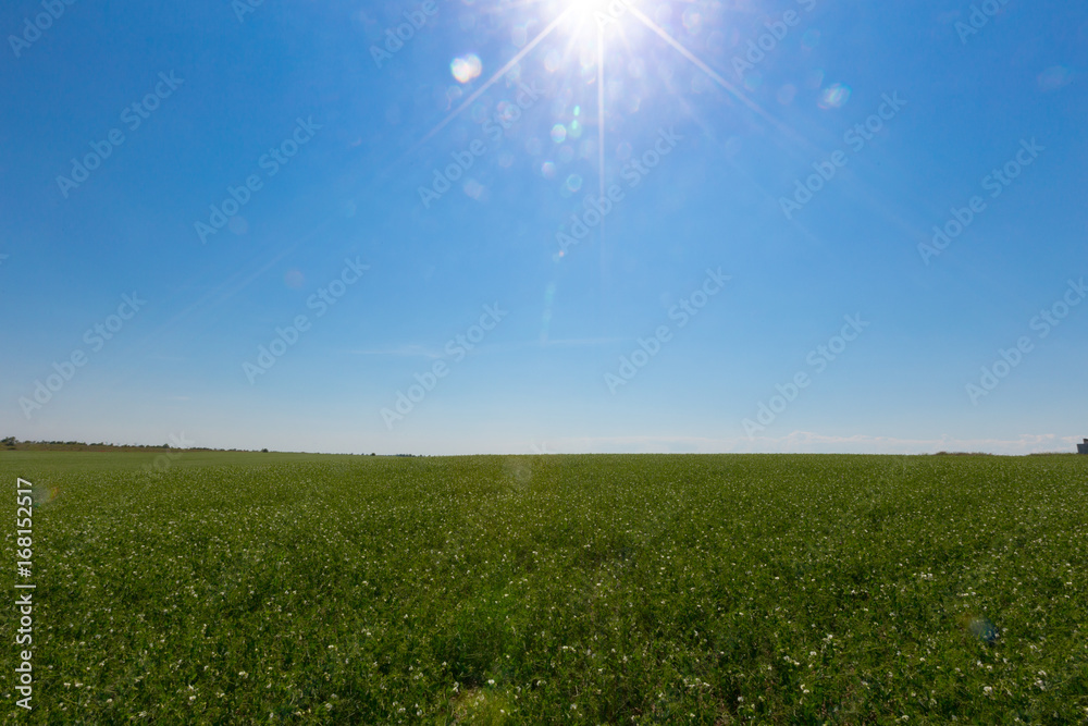 Green field of grass in spring, landscape Stock Photo | Adobe Stock