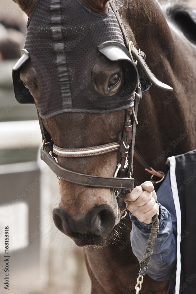 Race horse head detail ready to run. Paddock area. Stock Photo | Adobe ...