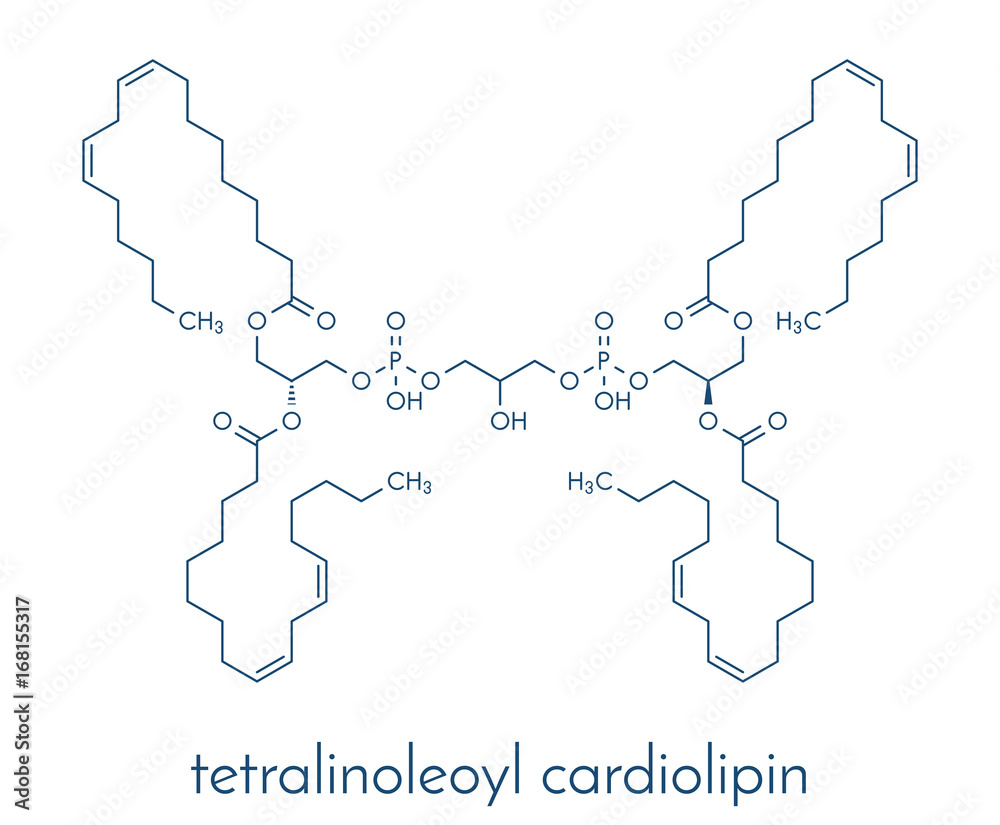 Cardiolipin (tetralinoleoyl cardiolipin) molecule. Important component ...
