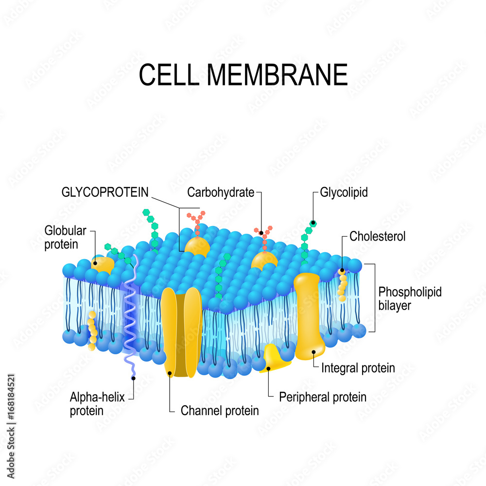 Cell membrane Stock Vector | Adobe Stock